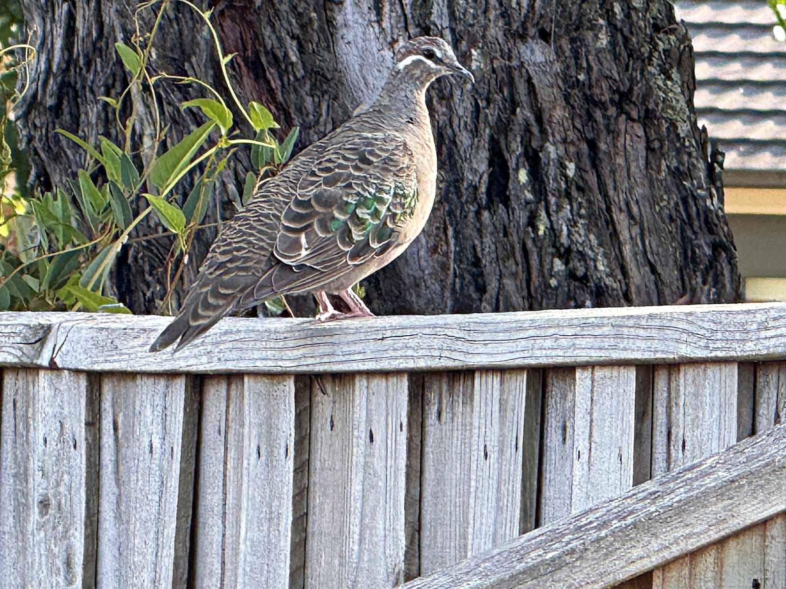 Common Bronzewing - by Steve Sorrell - Birbification