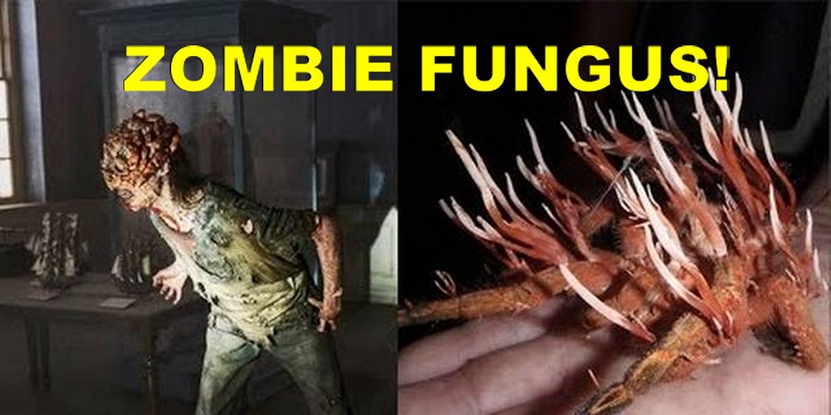 Call: The Spiky Zombie Fungus That Can Control And Devour Its Host From ...
