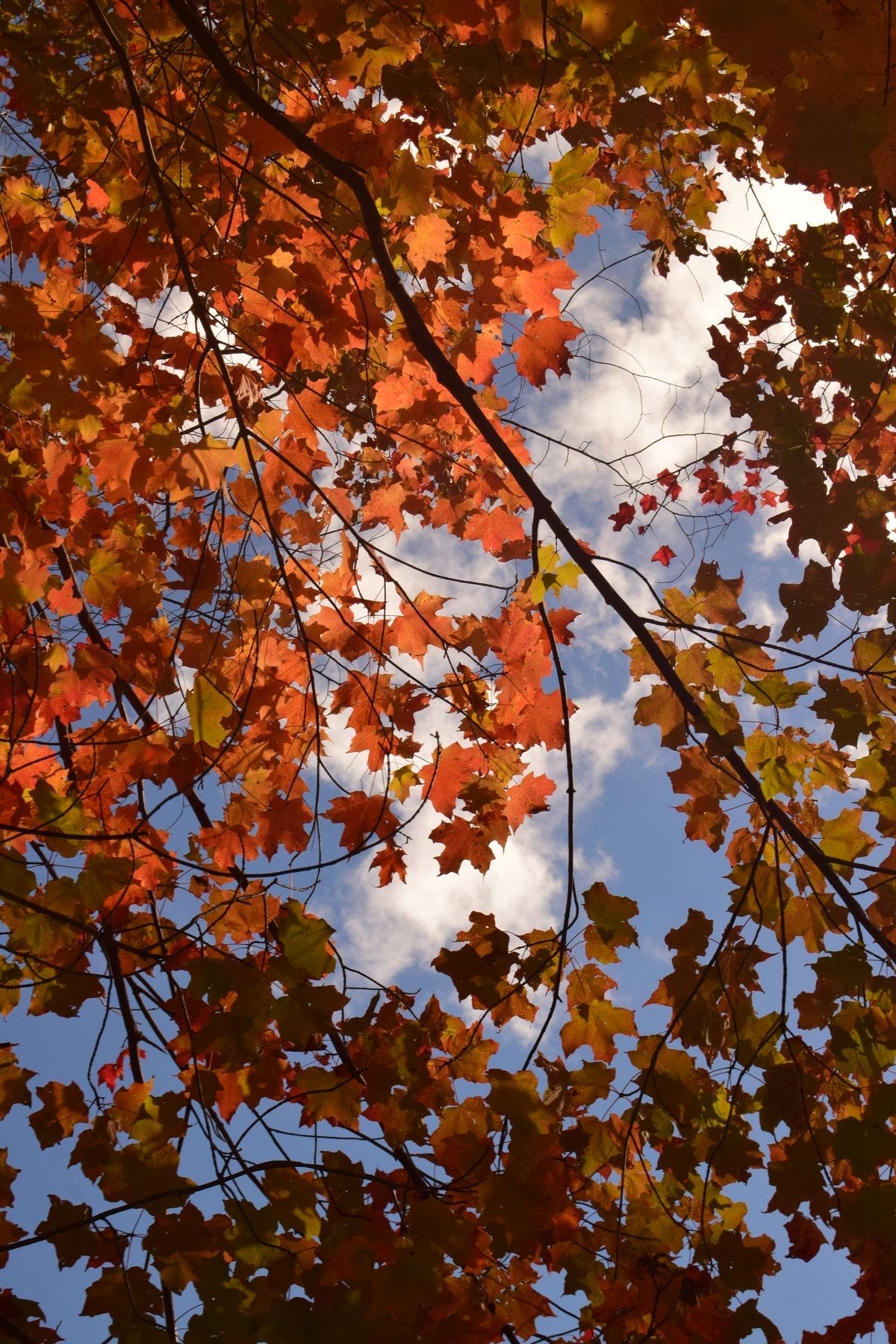 The Recession Chef (@therecessionchef): "Are you tired of paying an arm and a leg to make ...