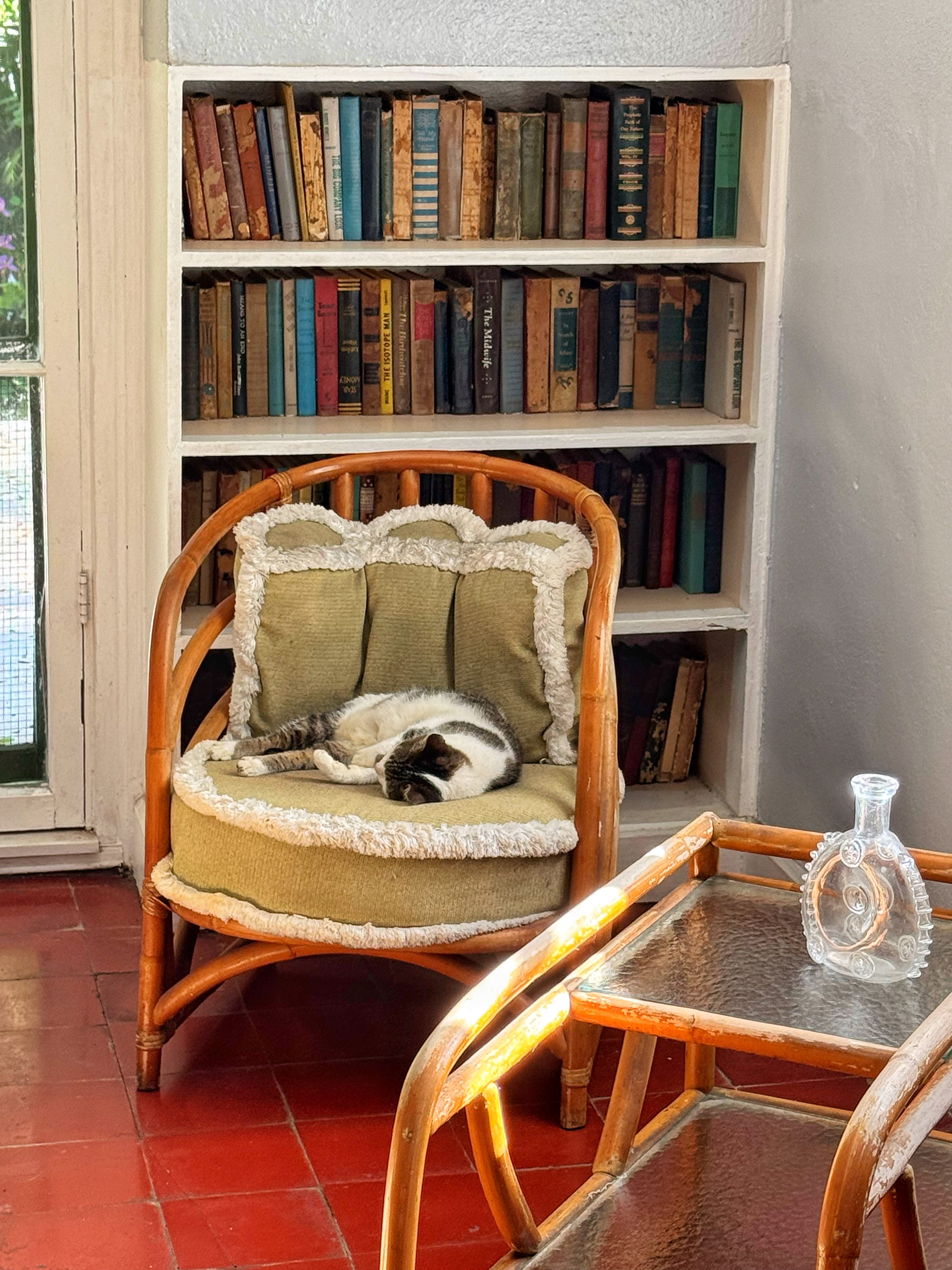 Postcards: Hemingway’s 6-Toed Cats - Tom Ryan, Author