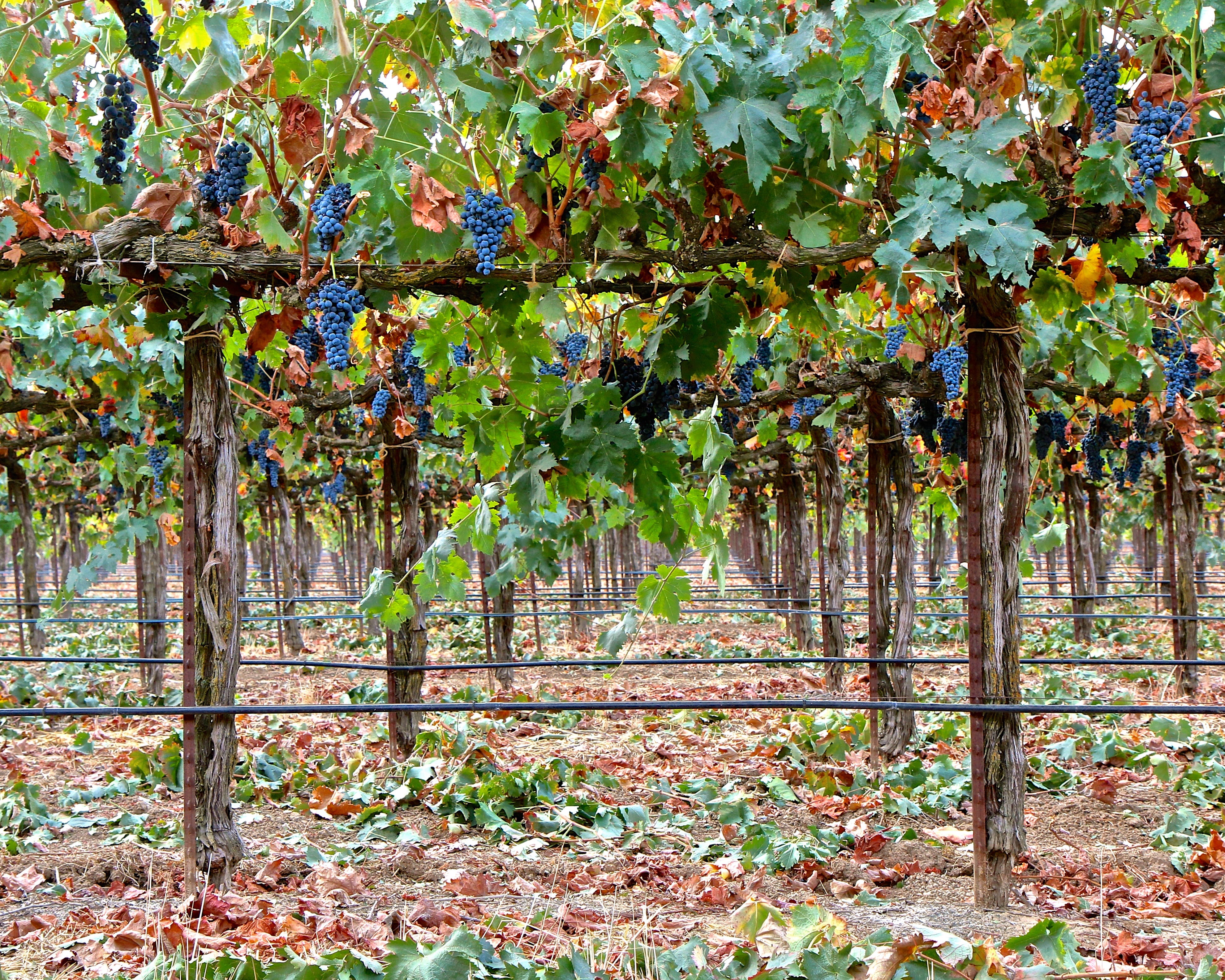 The grapes of Portugal - The Wine Clarion by Randy Caparoso