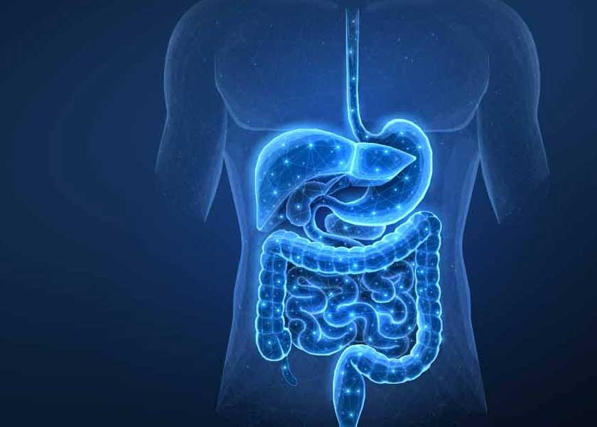Your Gut Nervous System Helps Regulate Intestinal Barrier and Allergy Risk