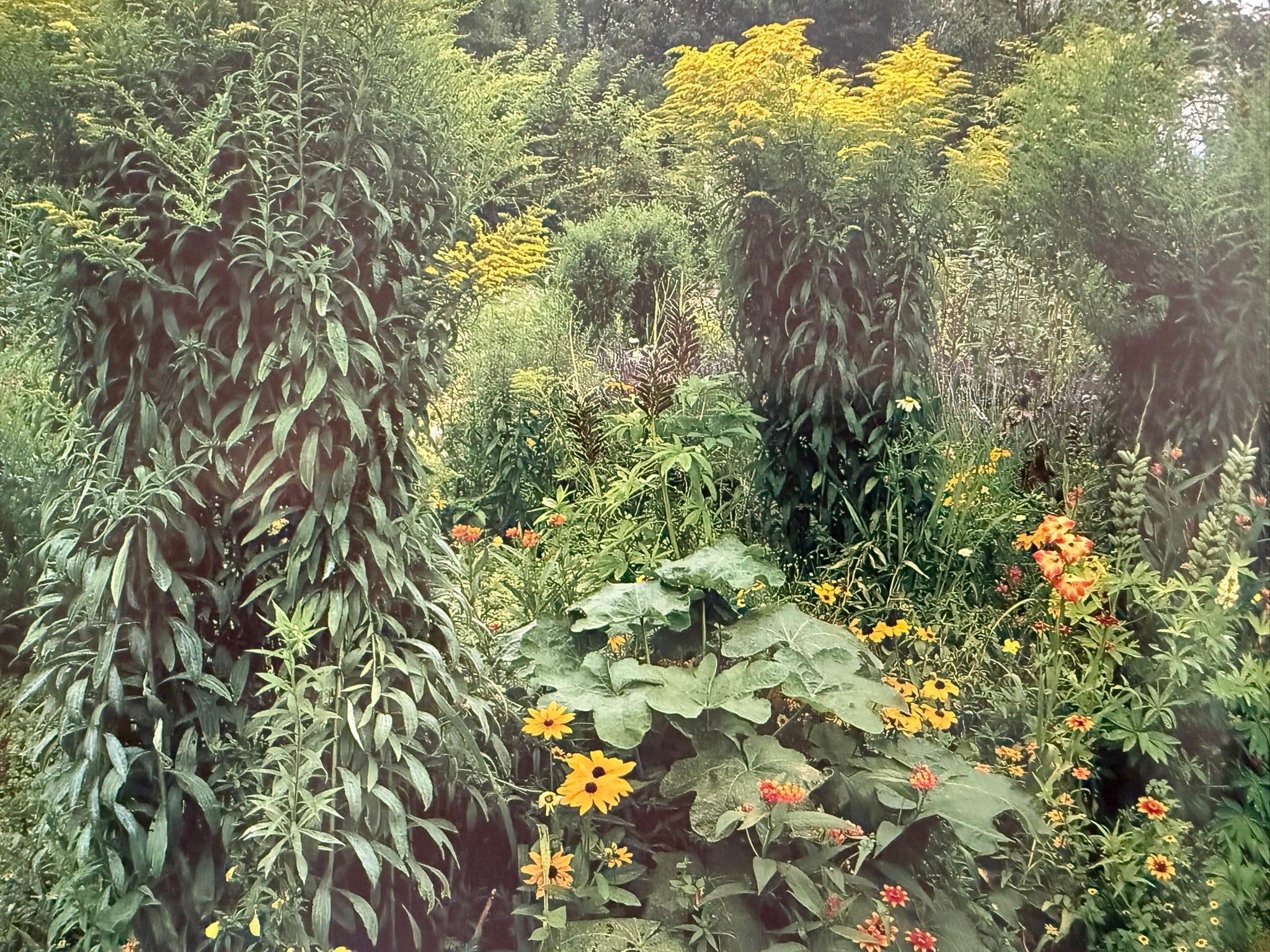 38 Must-Have, French-Approved Plants - by Heather Evans