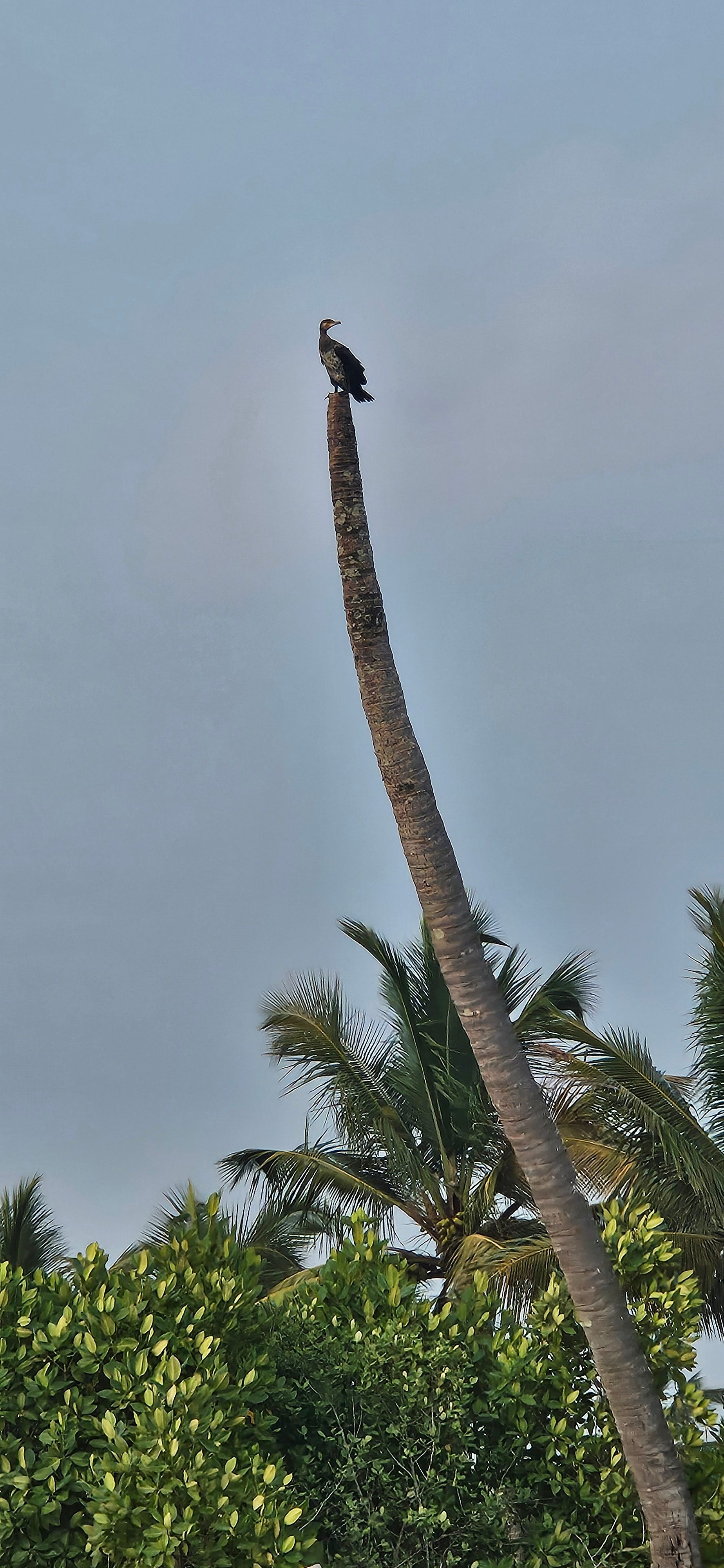 Tat Tvam Asi: - by Suresh Srinivas - Gita For Everyone