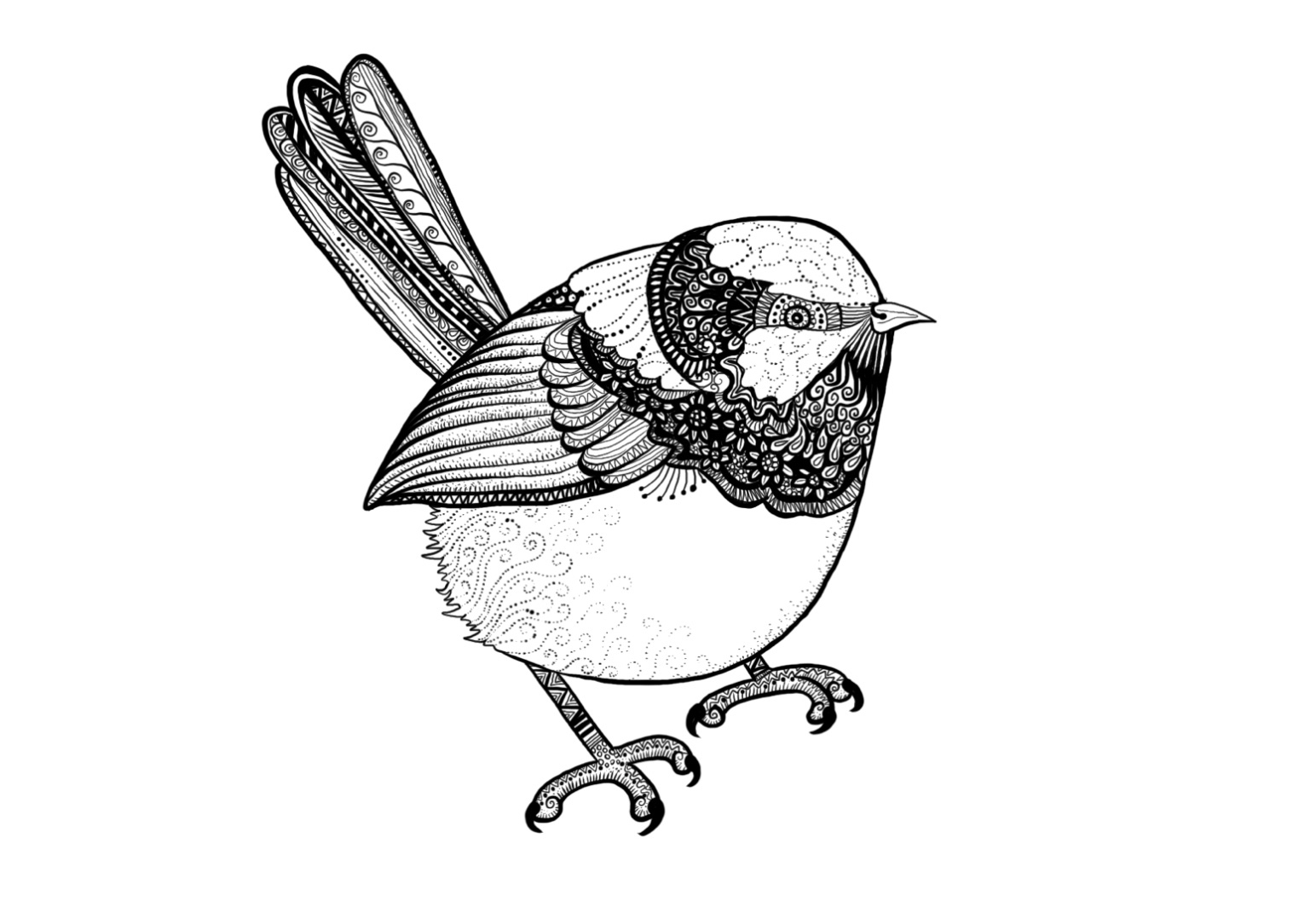 How to Draw - Superb Fairy Wren - by Zinia King