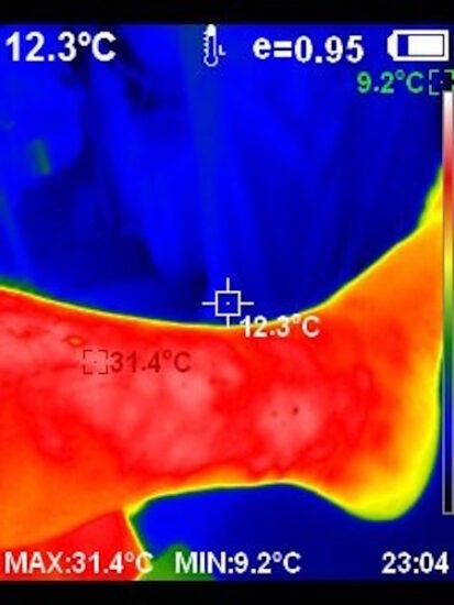 Cruel and Unusual Suffering - Carnicom Institute Substack