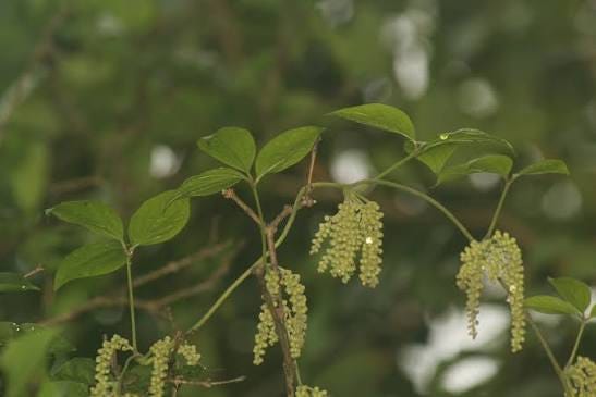 UBI PASIR DAUN LIMA (Dioscorea pentaphylla) VS UWI (Dioscorea alata) VS ...