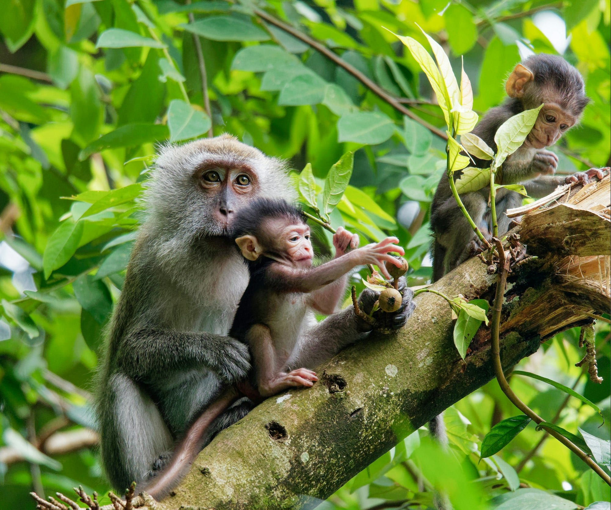 How did English come to have different words for "ape" and "monkey"?