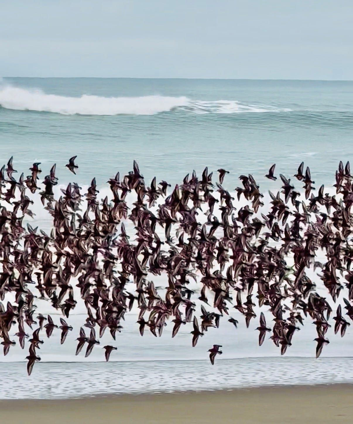 Murmuration: A poem about the dance between anger, grief, and relief