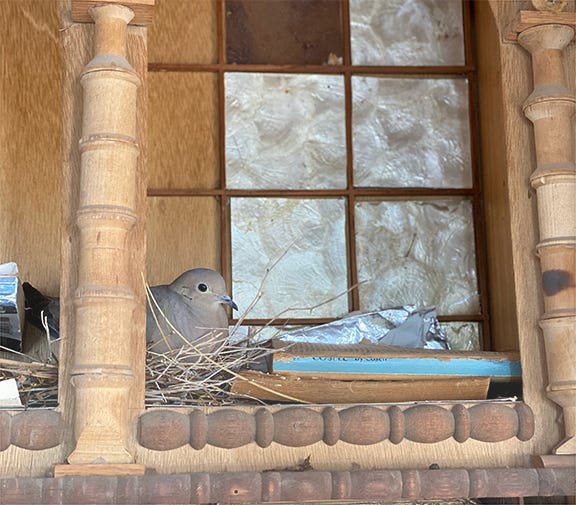 brown doves nesting