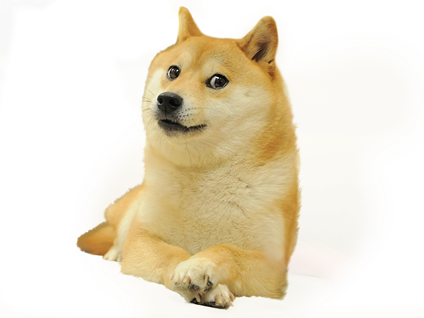 doge no background