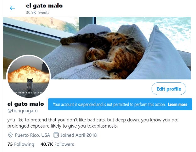 a cat’s tale: how getting canceled by twitter made me more optimistic ...