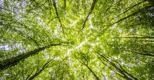 Daniel Alm | Substack