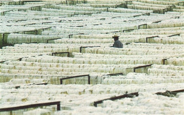 Fiber from Fire: The Ecology of Agave Textiles