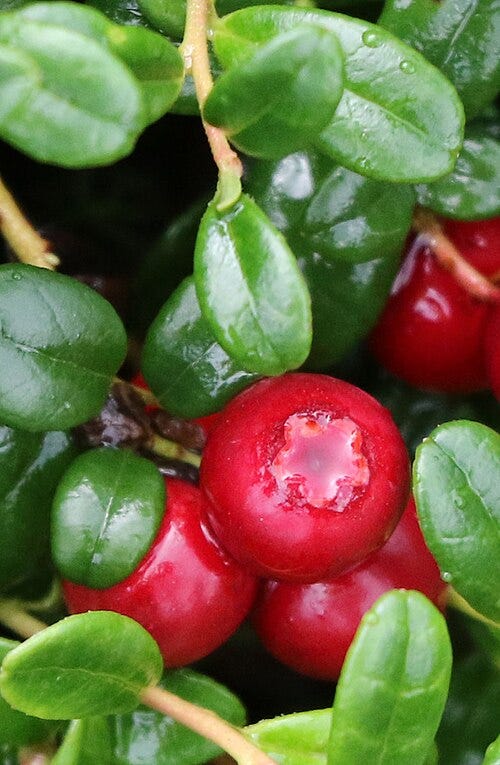 The Chemistry of Cranberry Sauce - by John Knight, PhD