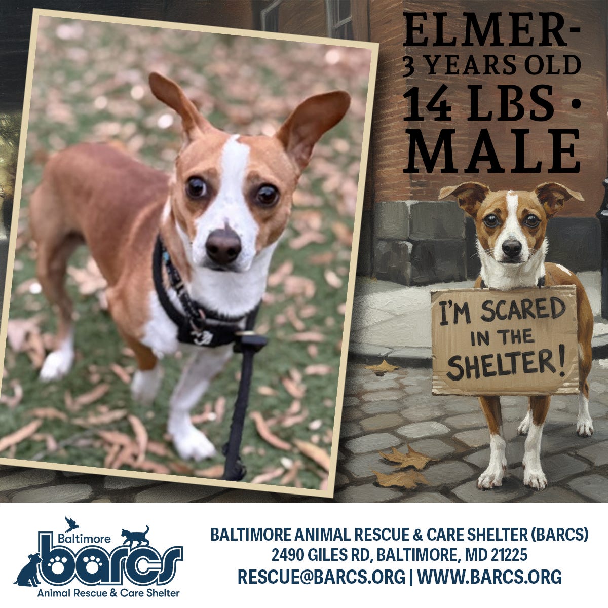 In Baltimore City, MD: Elmer- 3 years old • 14 lbs • Male