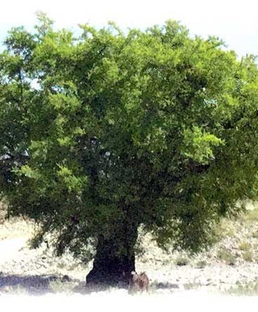 How Many Human Lives is a Tree Worth? | Note #13, Praani