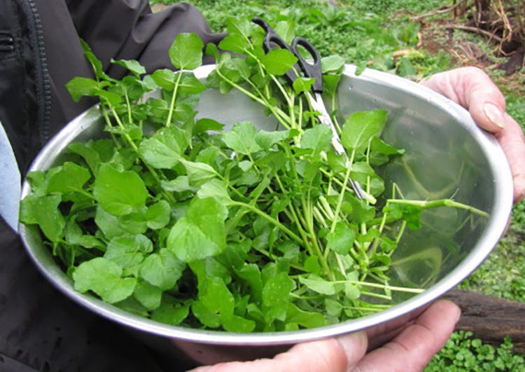 10 evidence-based health benefits of eating watercress
