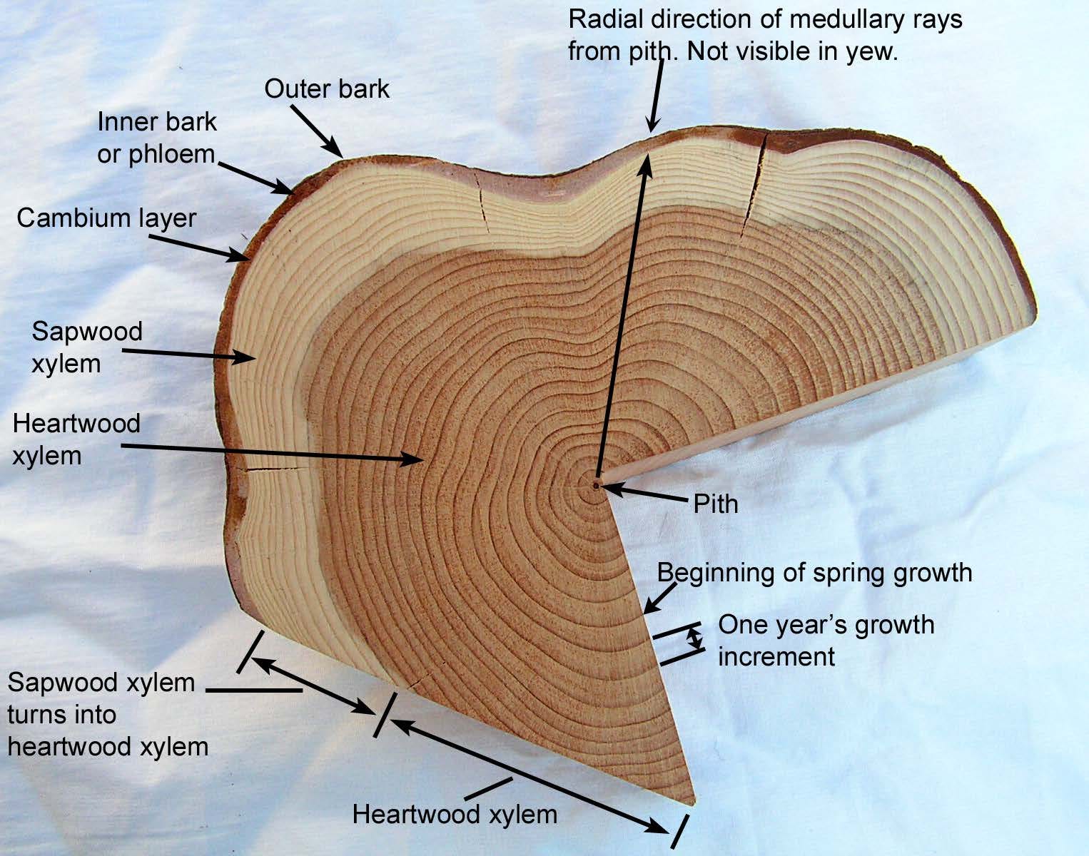Working Quartersawn vs. Flat-sawn Wood – Also, What’s the Deal With ...