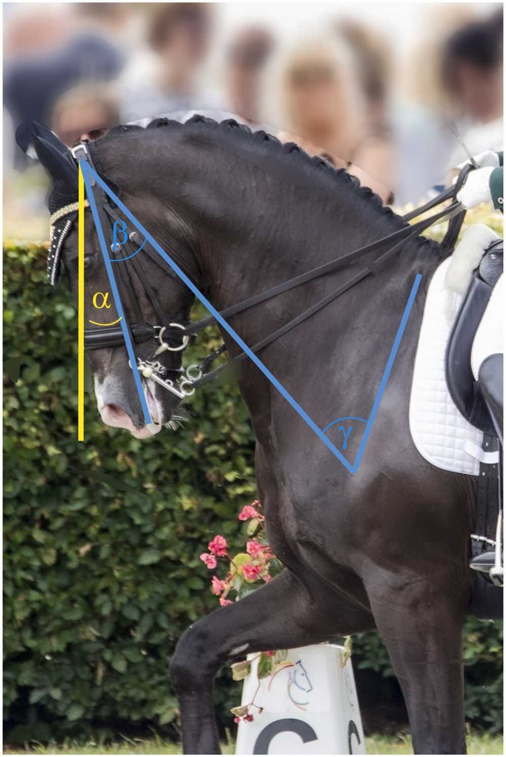 The Downfall of Dressage : From Evolving Ethical Standards to the End ...