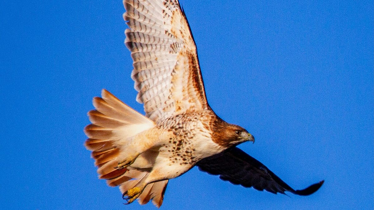 why do hawks sit with wings spread