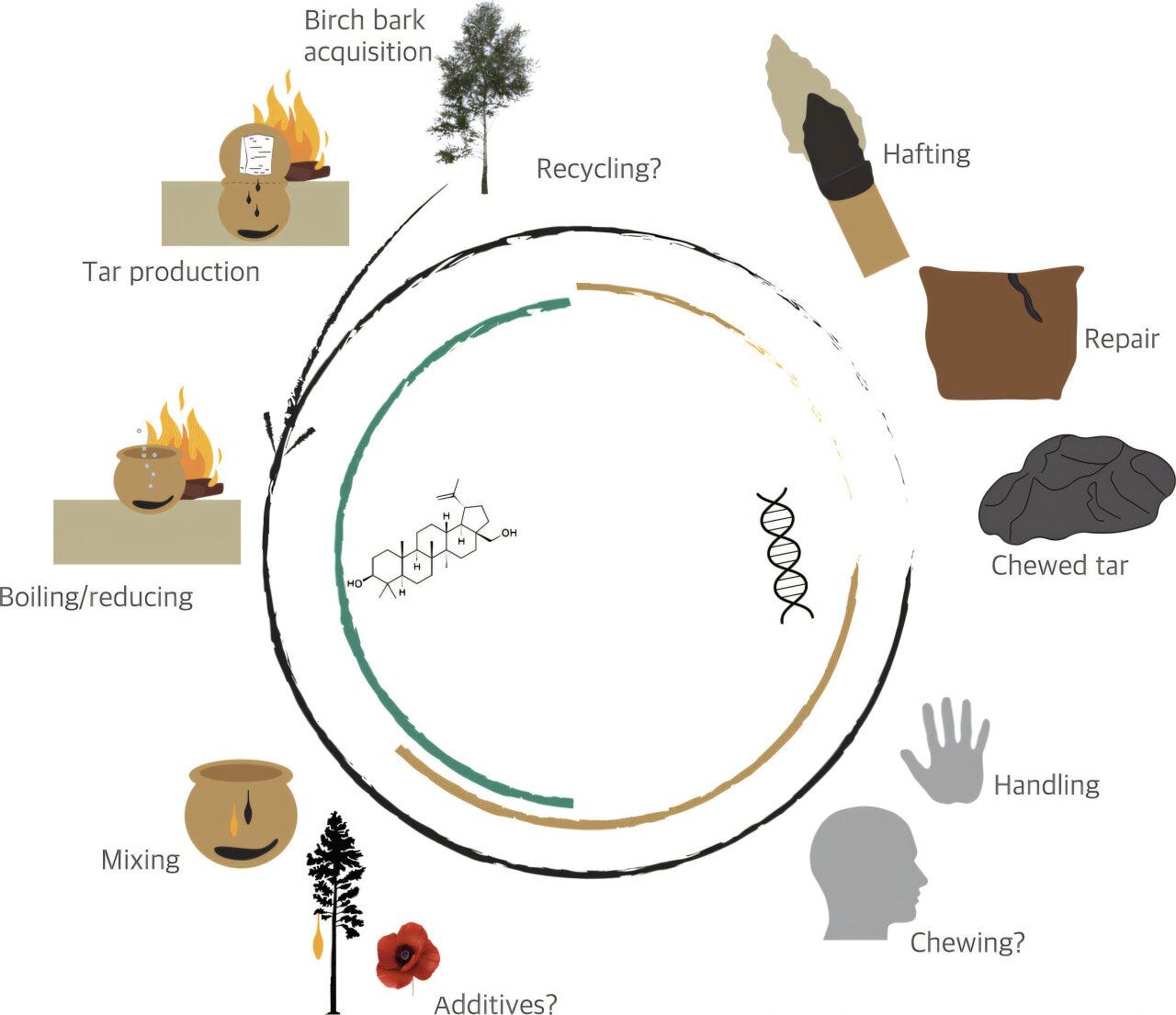 The Resin That Remembered: How Ancient Birch Tar Is Rewriting the Story ...