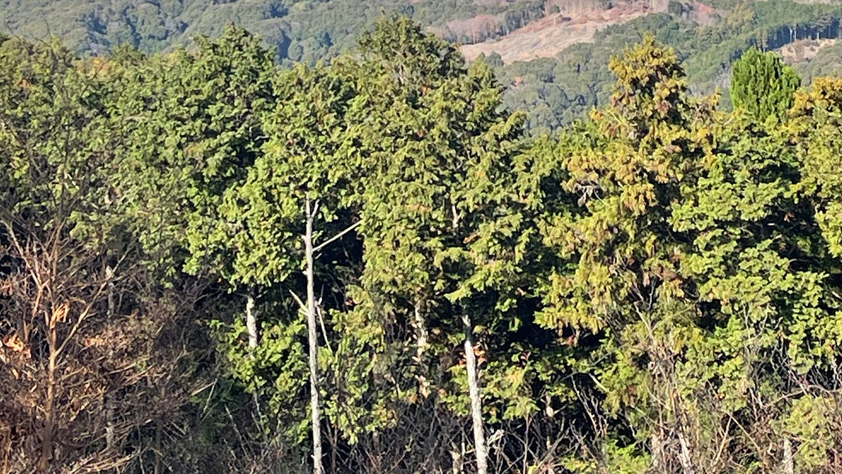 Back to the Past & Happy New Year - Stephen J. Golds