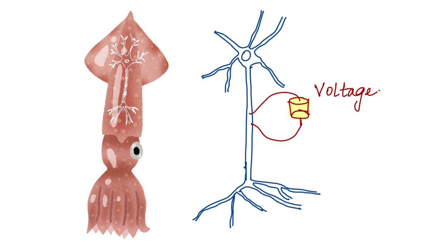 The earliest neural network of AI - by Nikhil Anand