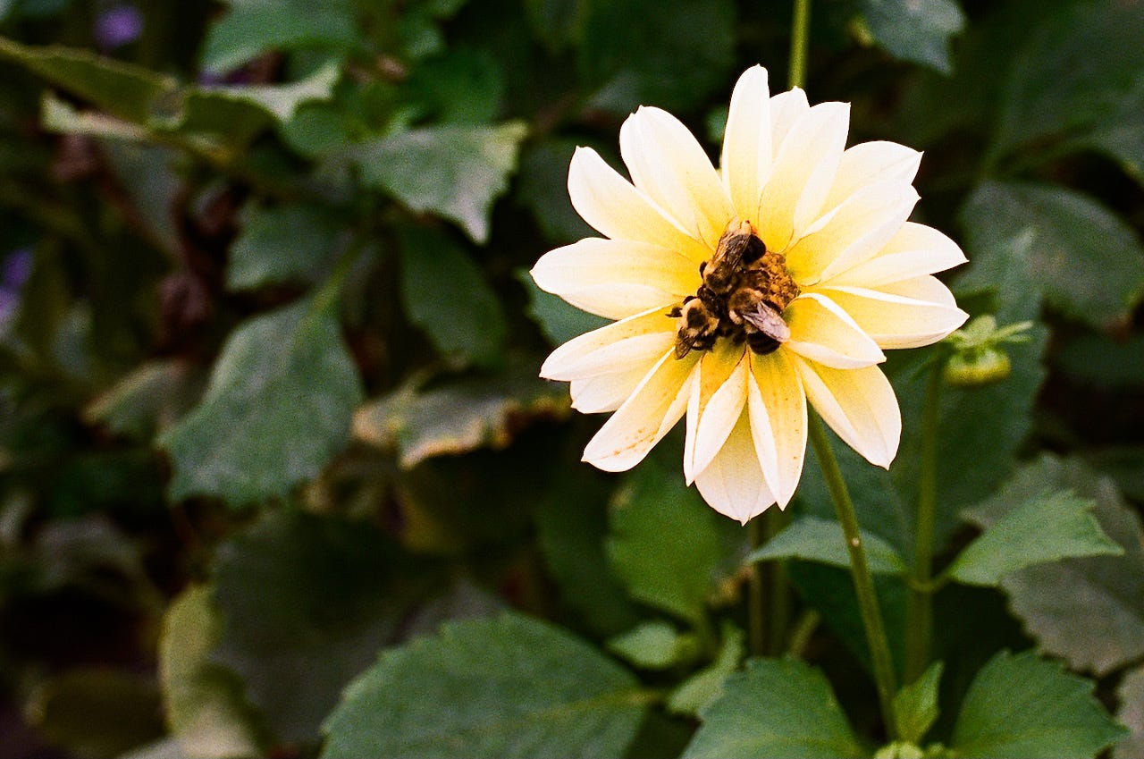 Bees and Florals of Autumn - by Hannah - Qualities of Light