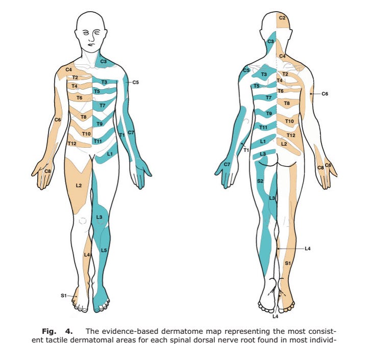 dermatomes ll