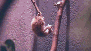 Pygmy Slow Loris - by Martini Glambassador