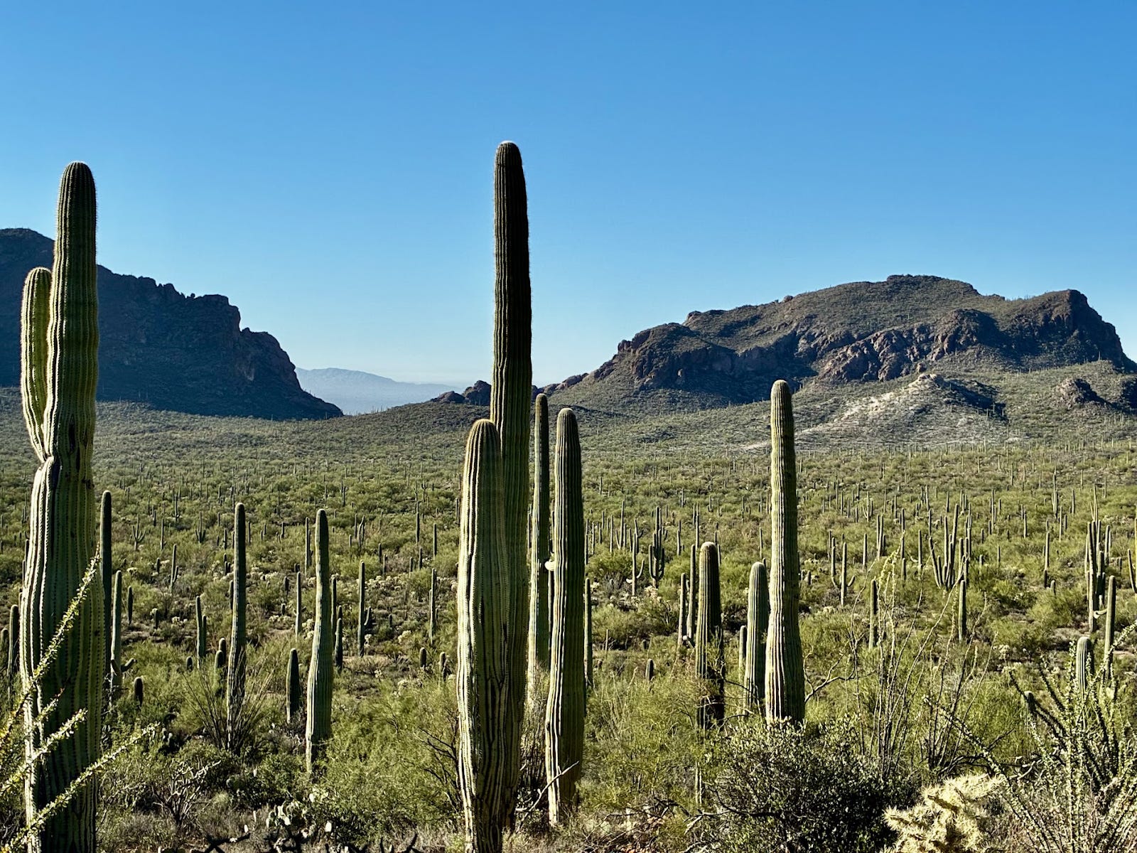 The Cactus Trail - by Michelle Merlis - Michelle’s Substack