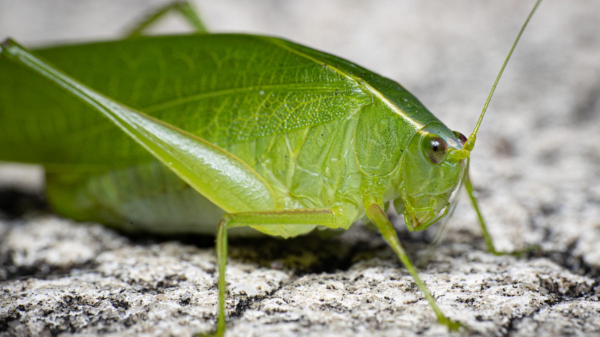 do katydid fly
