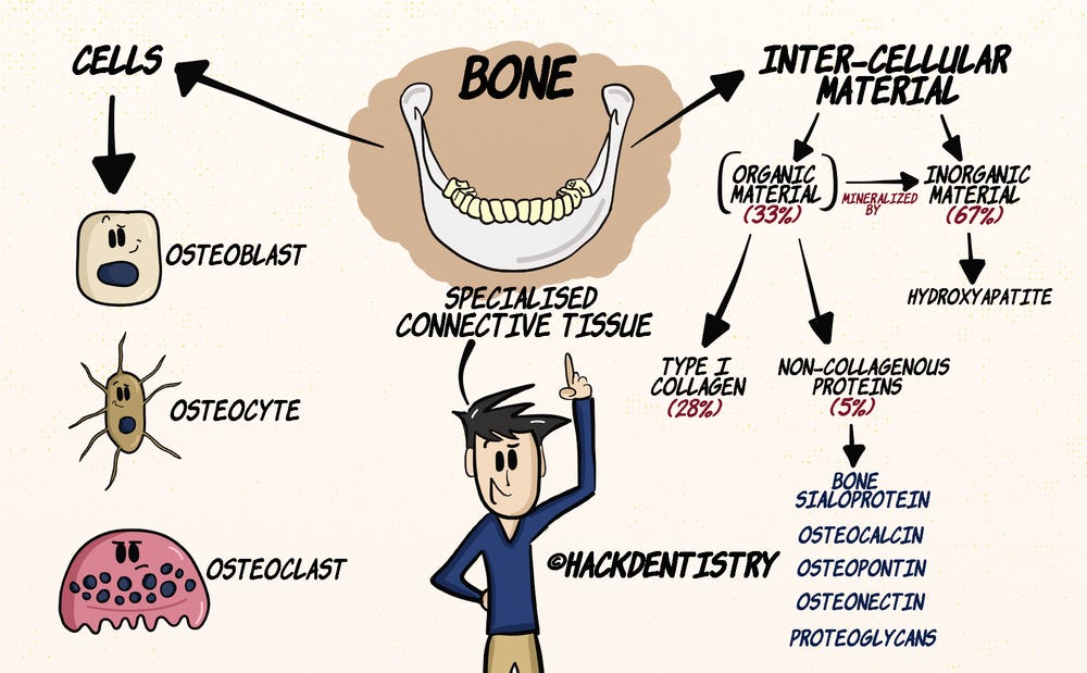 Structure of Alveolar bone (Note & Video)