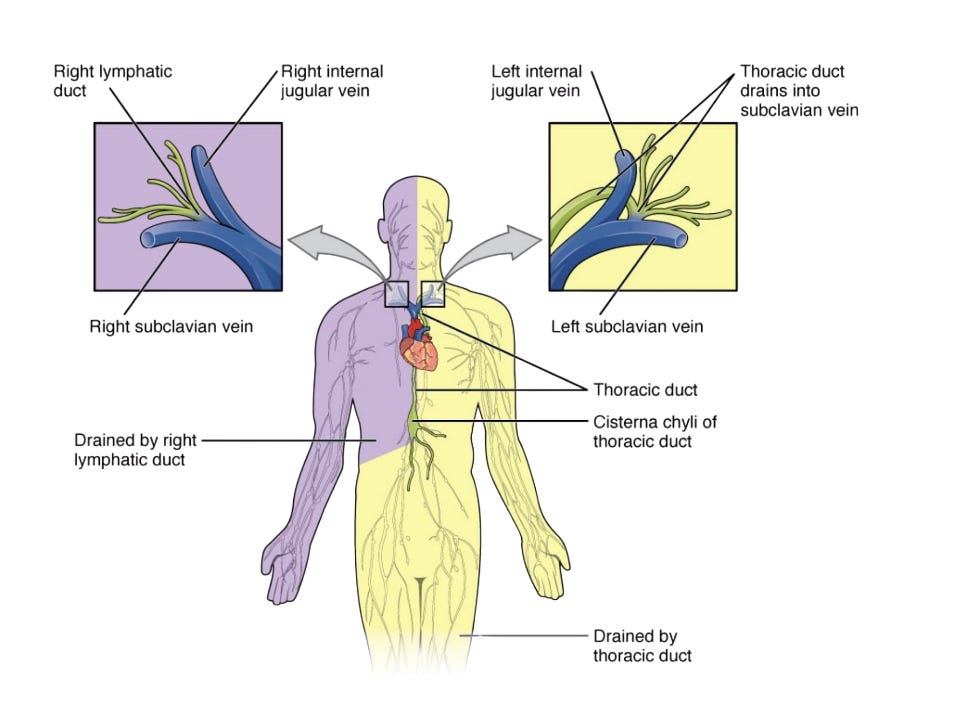 Lymphatic drainage blueprint for a defined jawline, glowing skin, and a ...