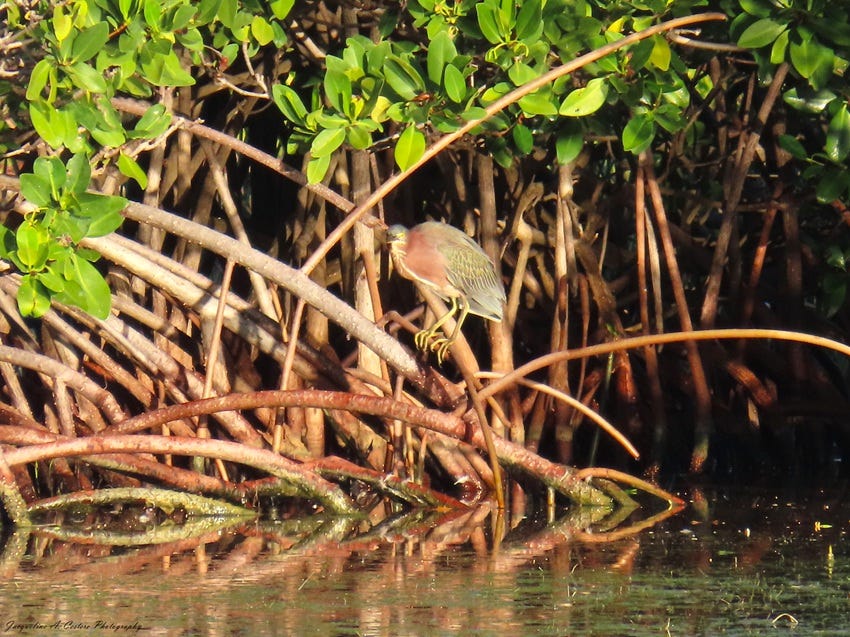 Welcoming 2026 With the Magic of Anguilla's Birds