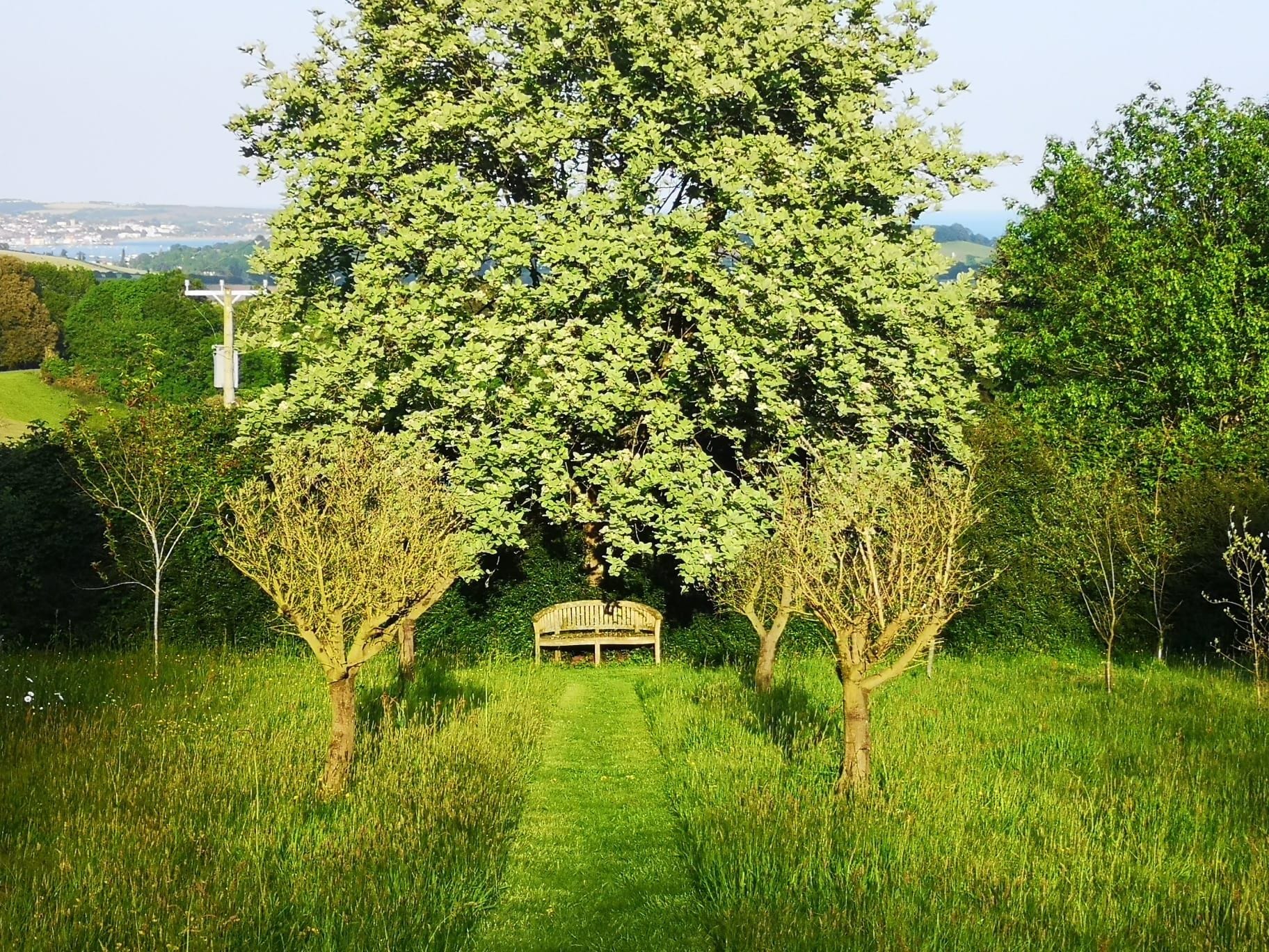 Recreating Ancient Woodland in Your Garden: The Magic of Transitional ...