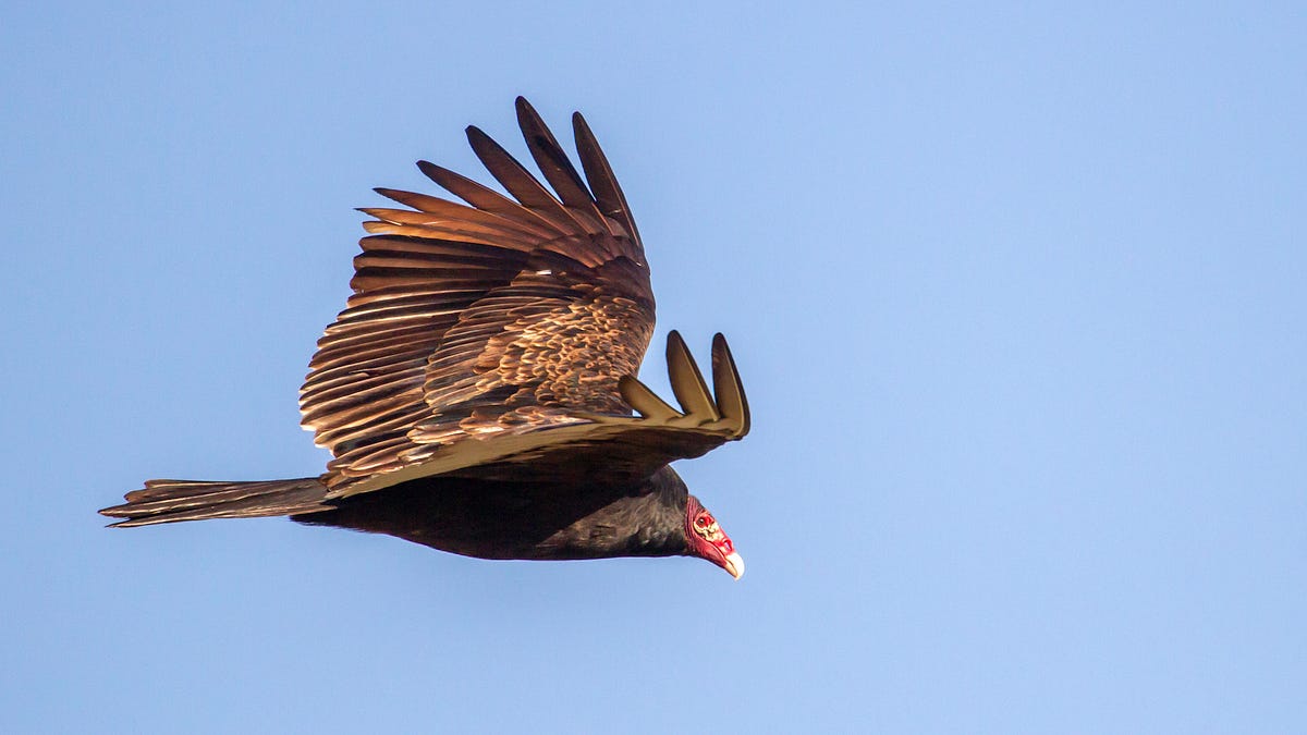 vultures flying