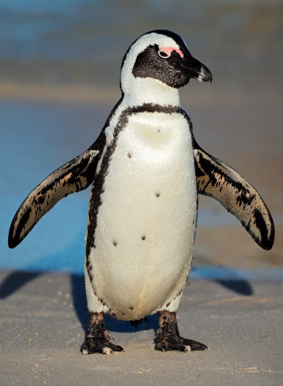 Meet the 18 Penguins of the World (Yes, There Are That Many!)