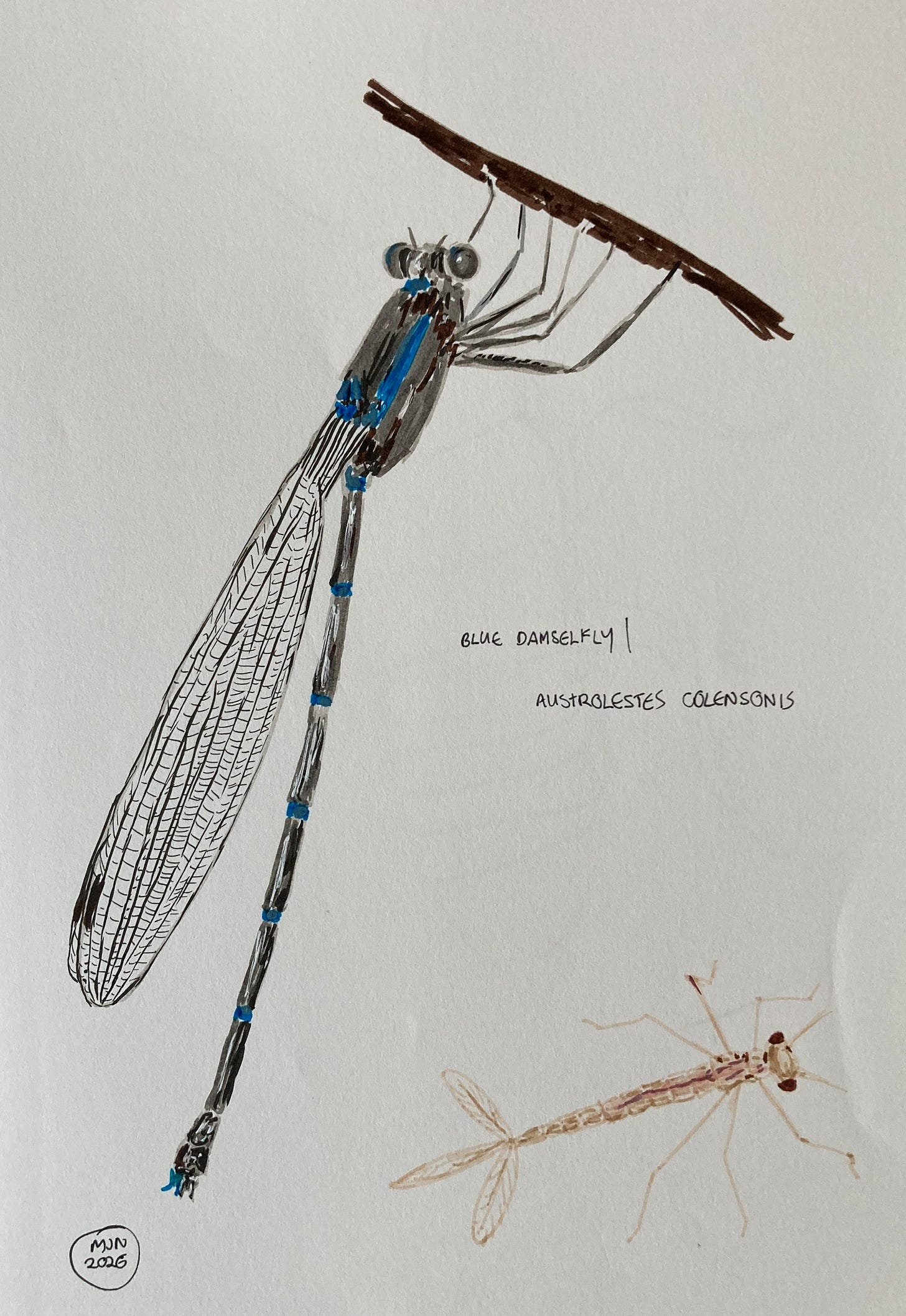 damselfly drawing