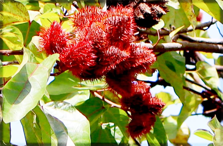Achiote -- a spice that's often treated as a mere food color