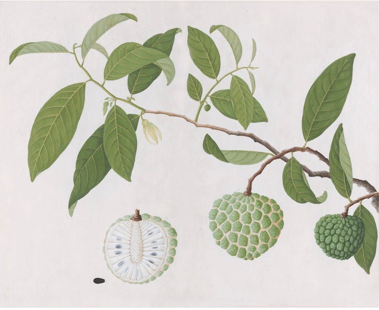 Lunchtime Links + Upcoming Events - by Elizabeth White Cook