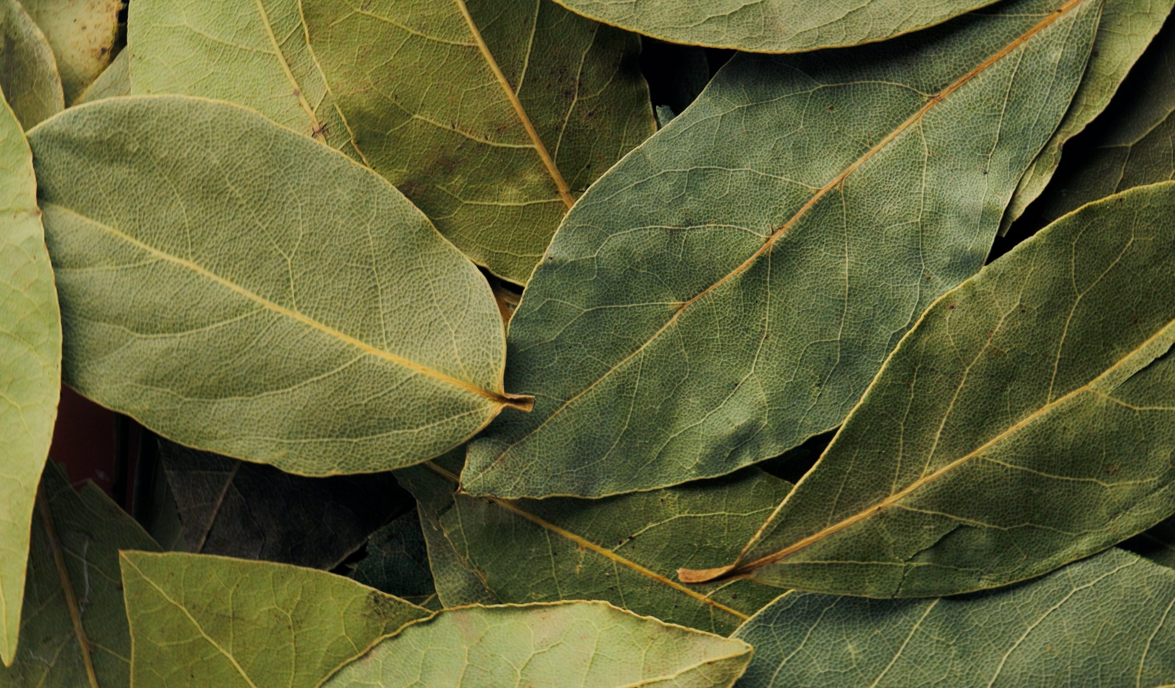 Bay Leaves - by Evan Kleiman - KCRW's Good Food