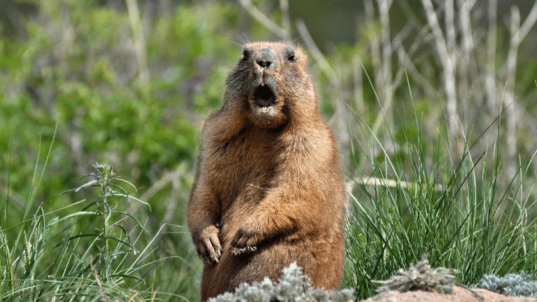 Comments - The origin of the American tradition of Groundhog Day