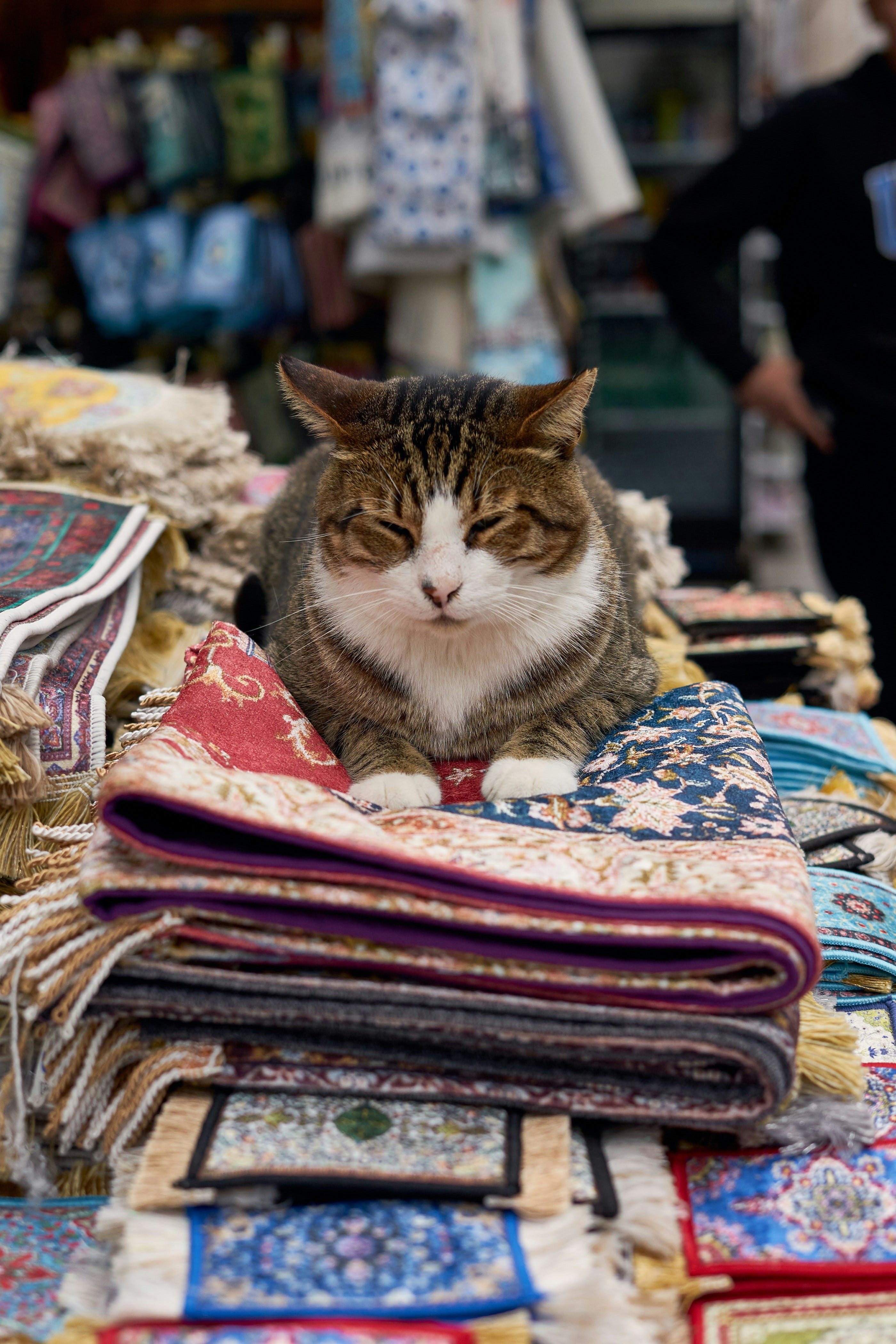 Street Cat Health: The Hidden Struggles of Turkey’s Feral Felines