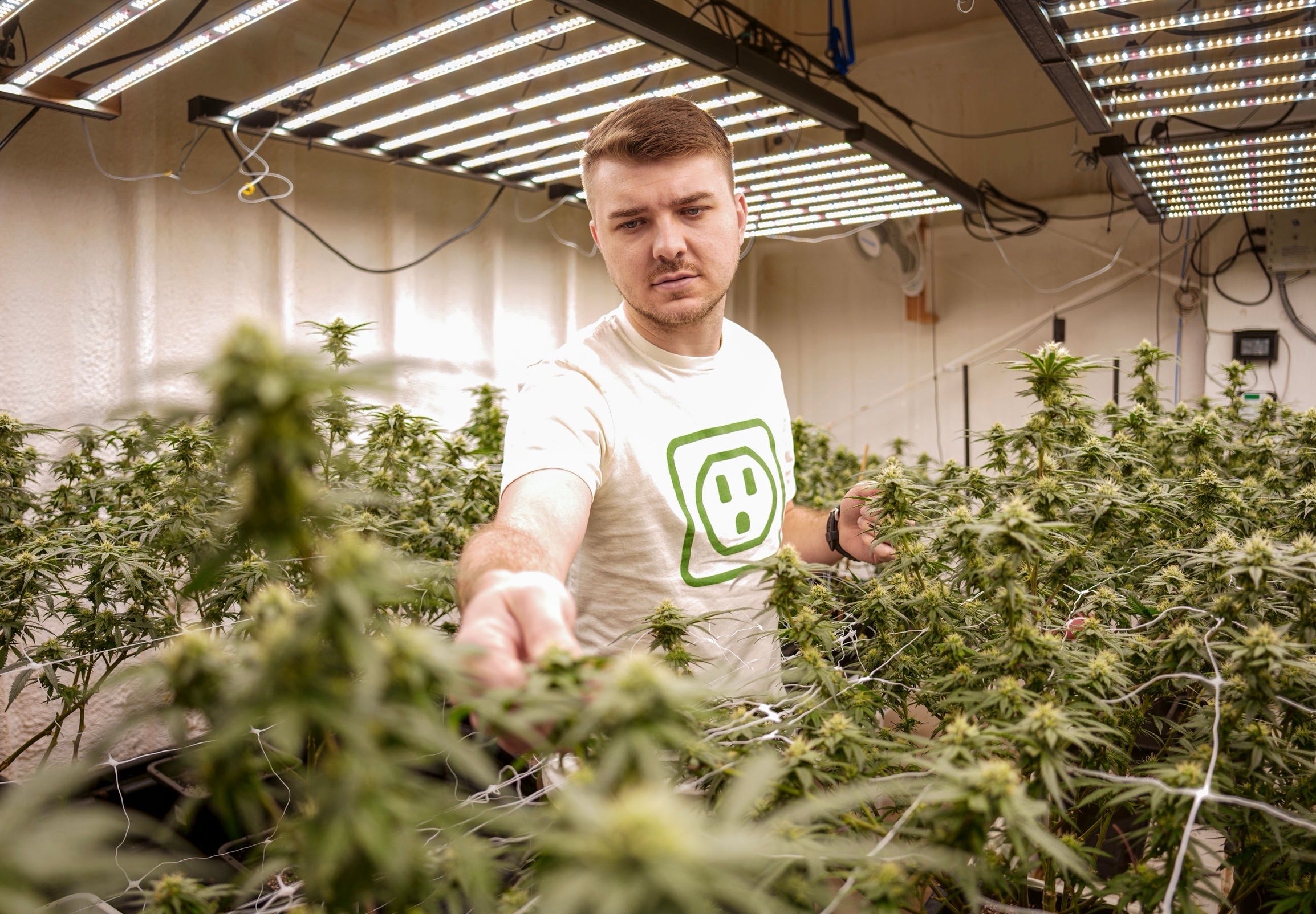 A Christmas Gift for Marijuana, a Lump of Coal for Hemp?