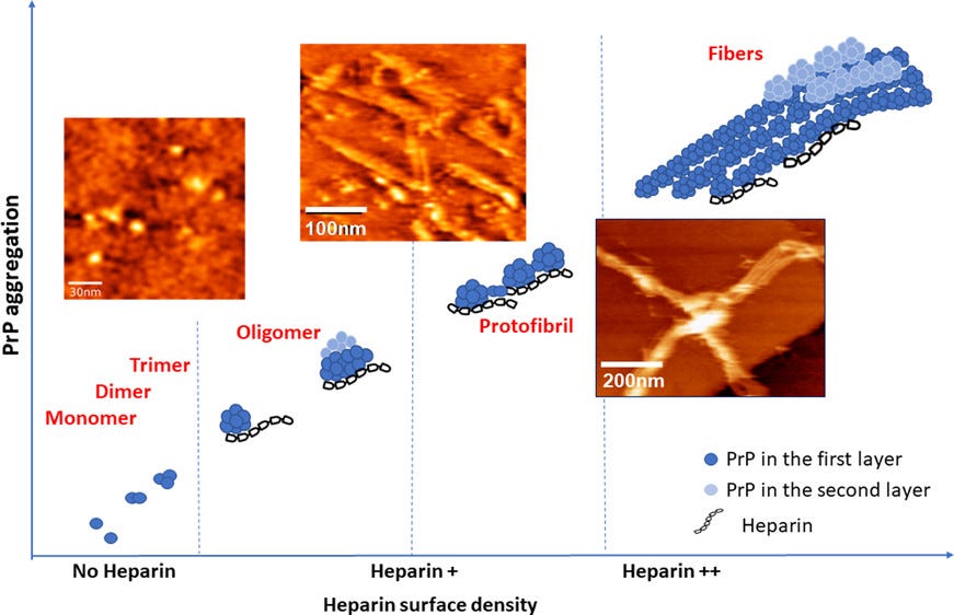 The Now Ubiquitous and Fatal White Clots: A Prion Disease of the Blood?