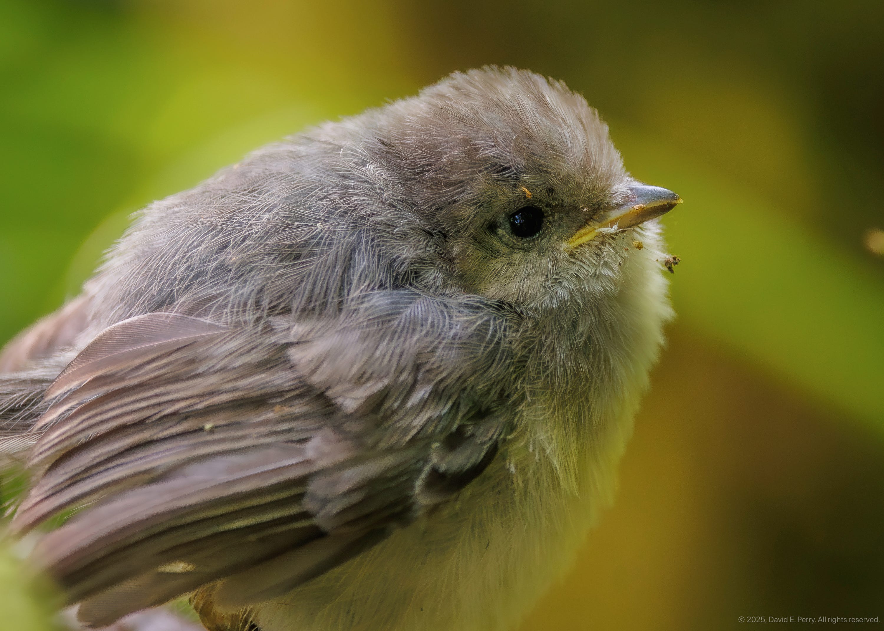 Baby Bird Day To You - by David E. Perry