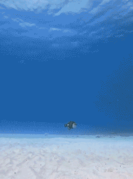 Toothy Titan Triggerfish - by Martini Glambassador