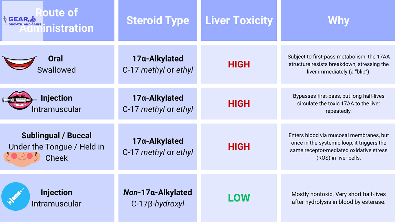Sublingual vs. Oral and Injectable 17α-Alkylated Steroids: The Truth ...